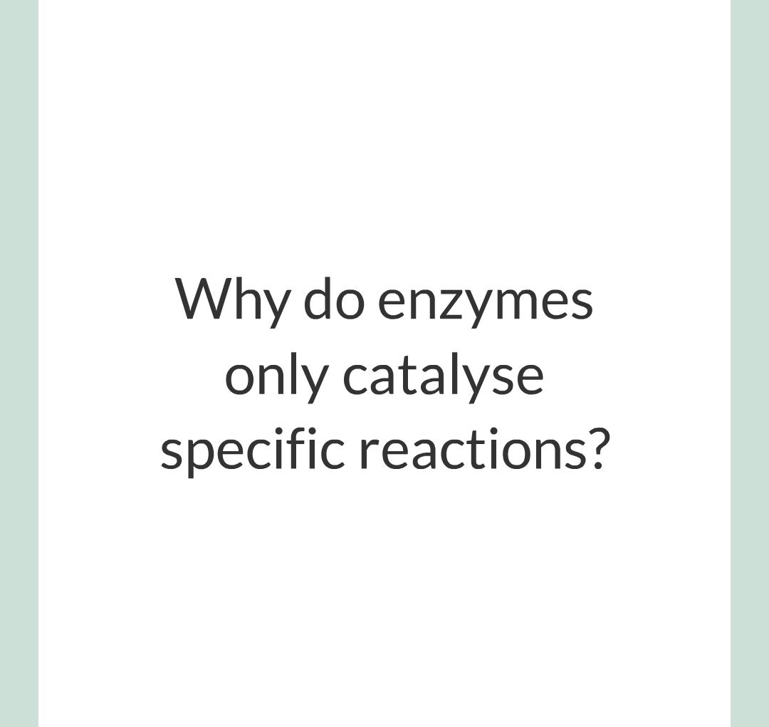 Enzymes Biology Flashcards at David Oldham blog