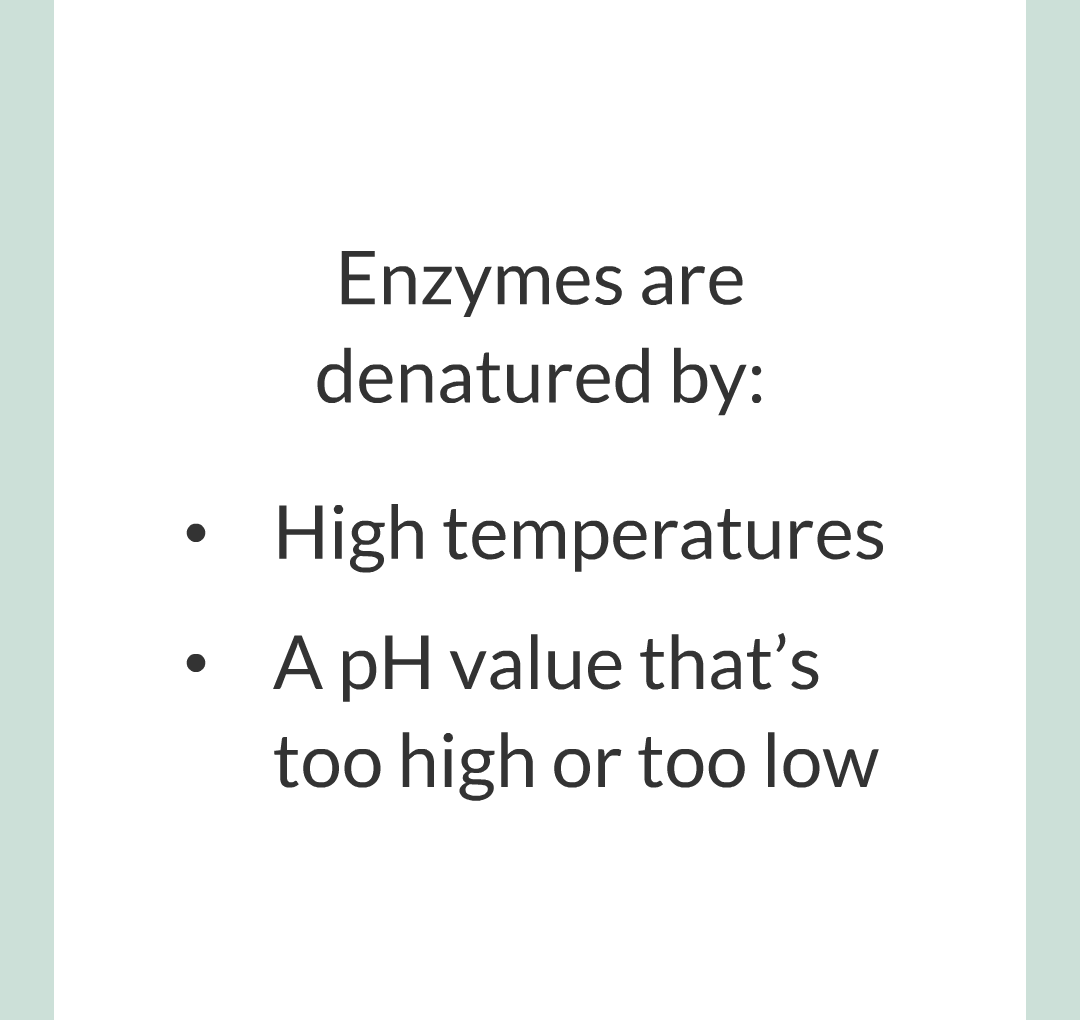 Enzymes Biology Flashcards at David Oldham blog
